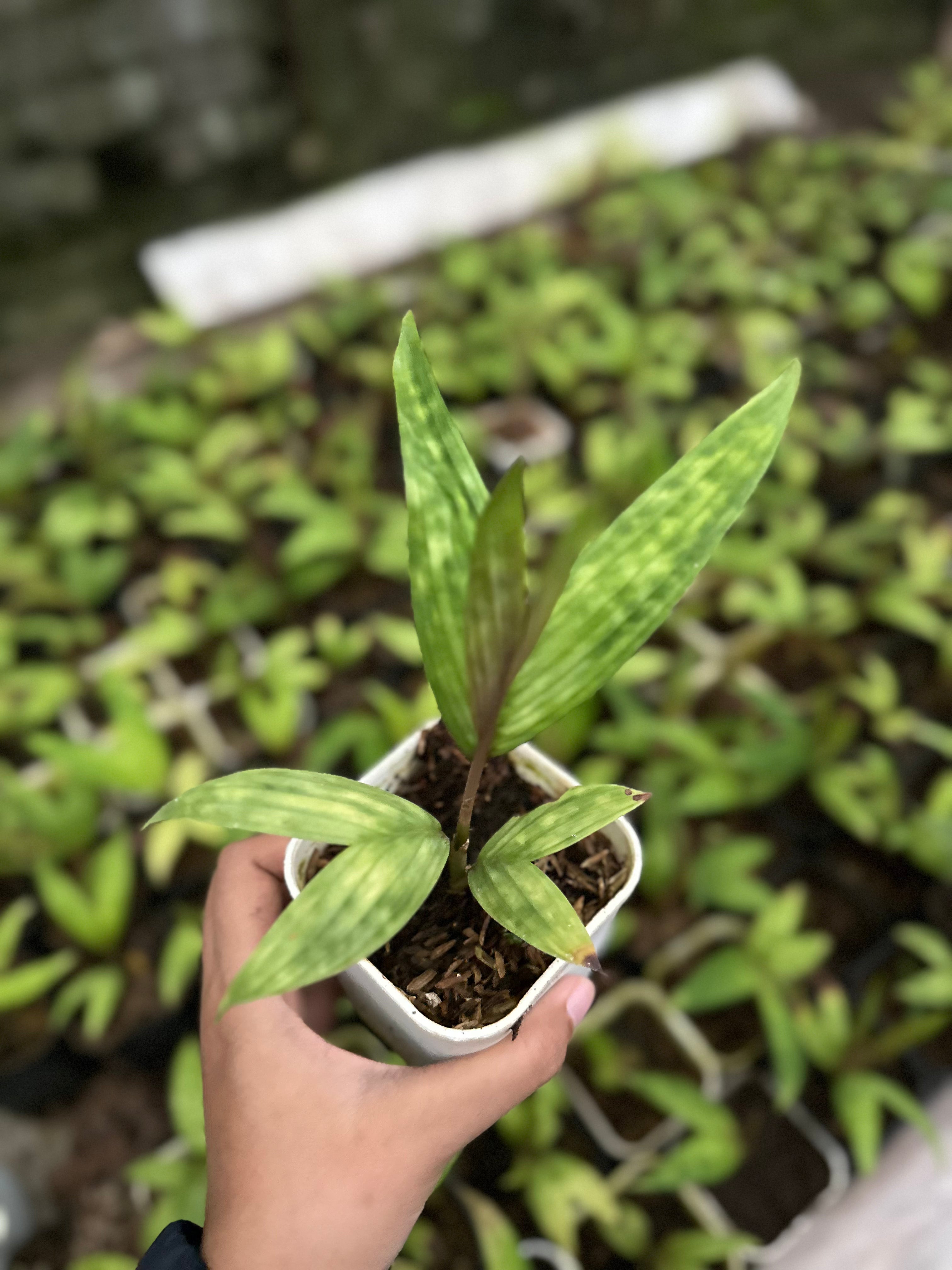 Palm – INDONESIAPLANTS