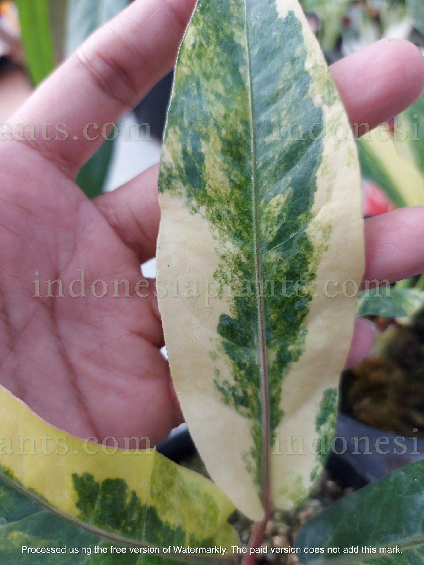 Anthurium Hookeri Variegated – INDONESIAPLANTS