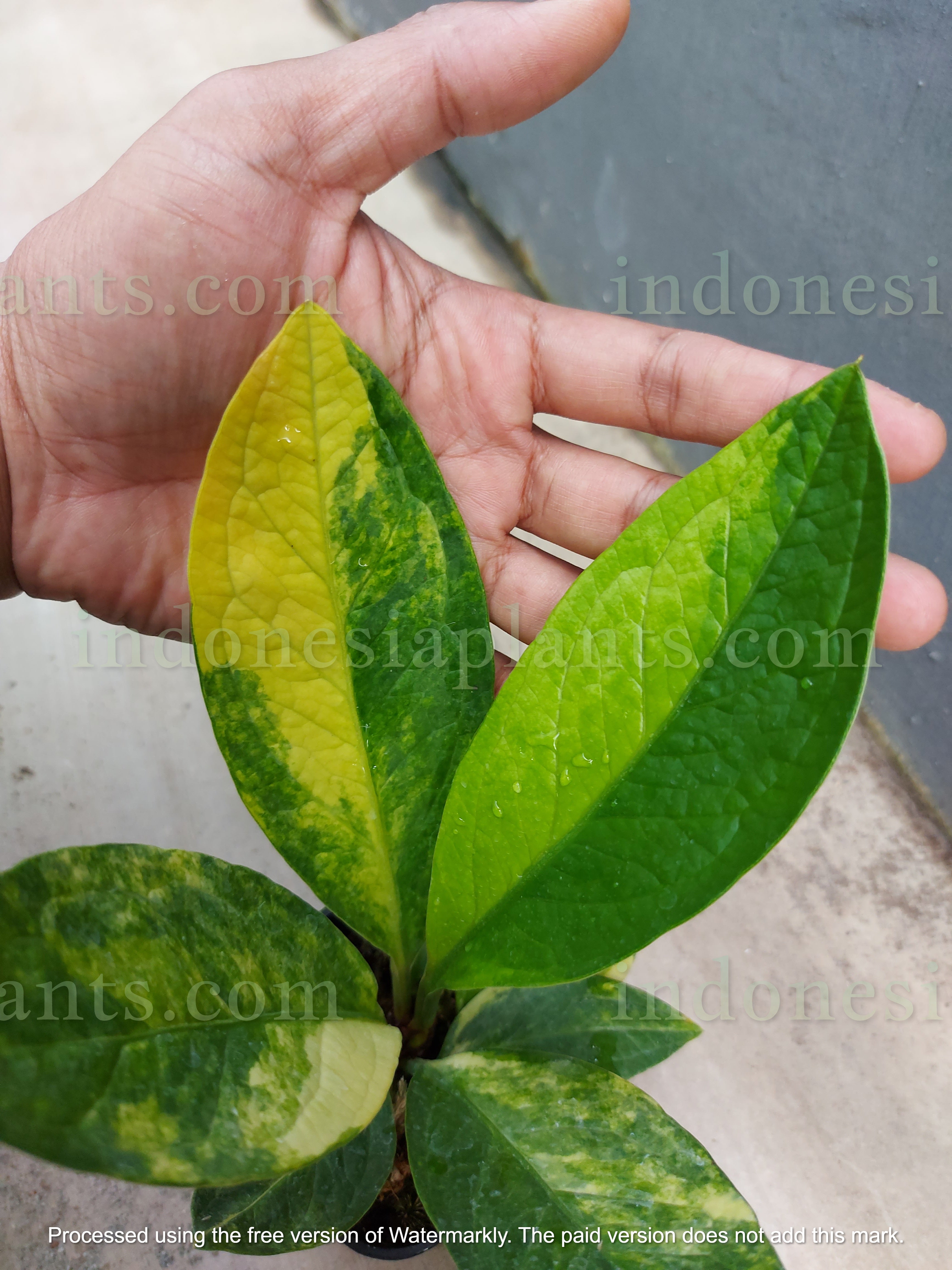 Anthurium Jenmanii Variegated – INDONESIAPLANTS