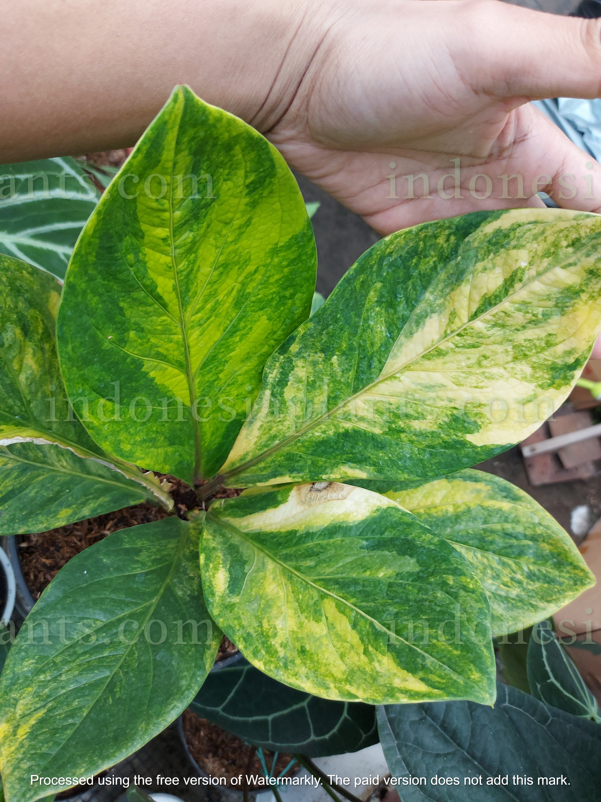Anthurium Jenmanii Yellow Variegated Size Large – INDONESIAPLANTS