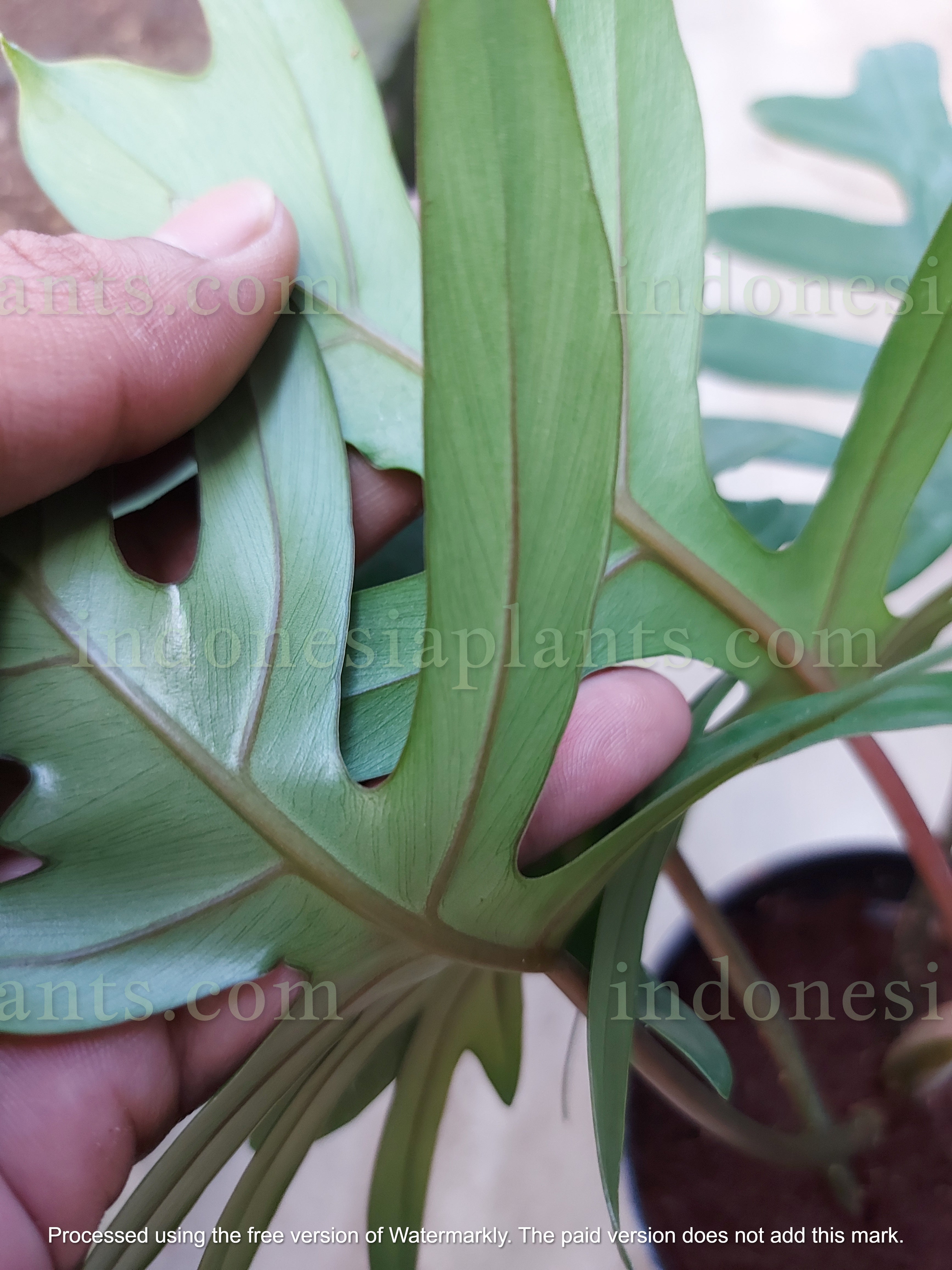 Philodendron Mayoi – INDONESIAPLANTS