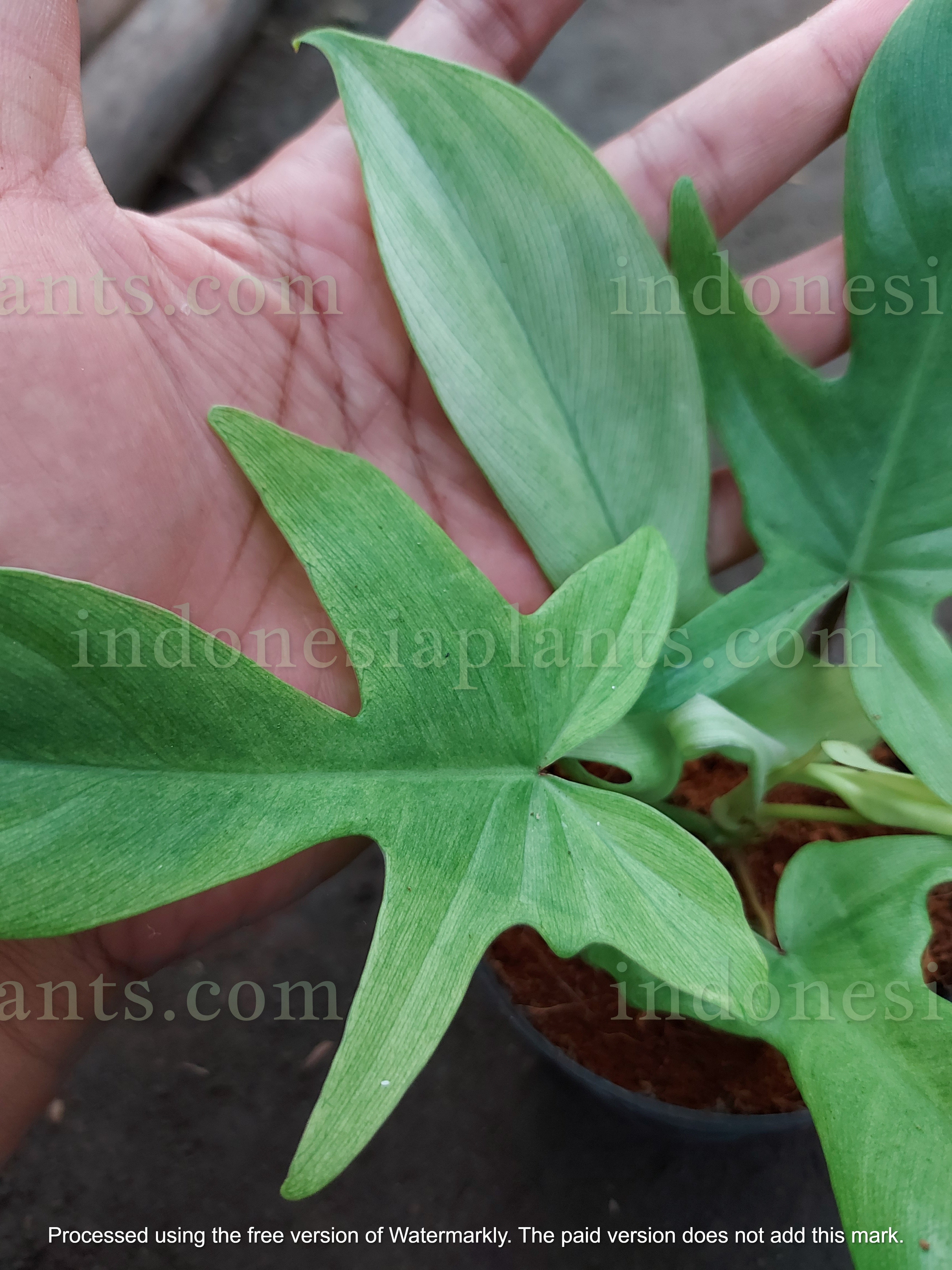 Philodendron Florida Ghost Mint – INDONESIAPLANTS