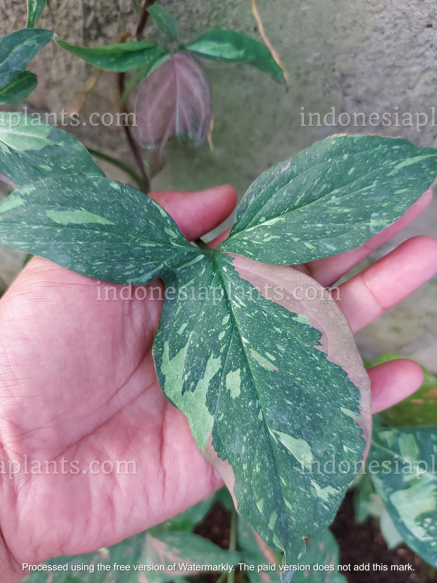 Syngonium Red Spot Tricolor – INDONESIAPLANTS