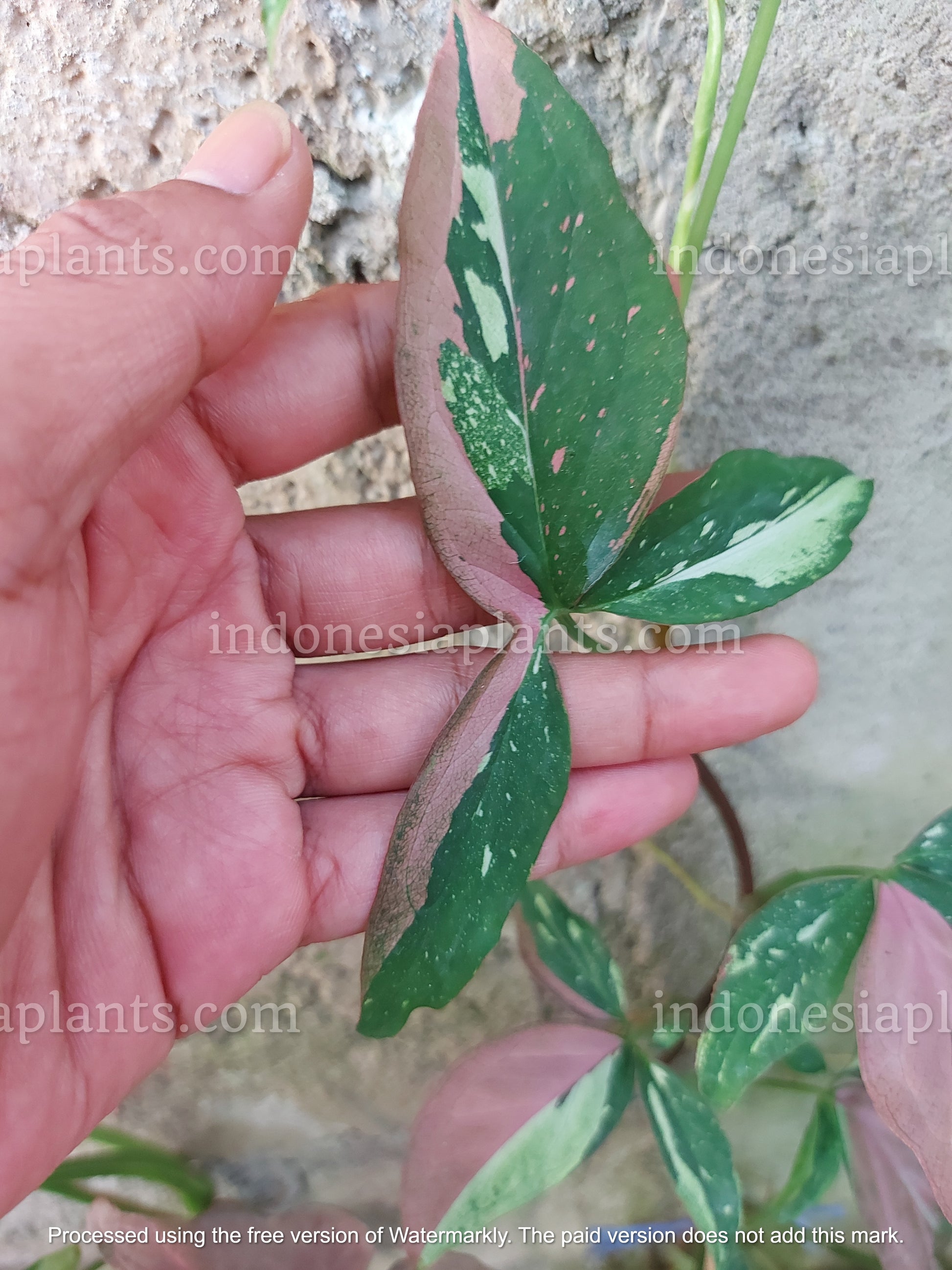 Syngonium Red Spot Tricolor – INDONESIAPLANTS