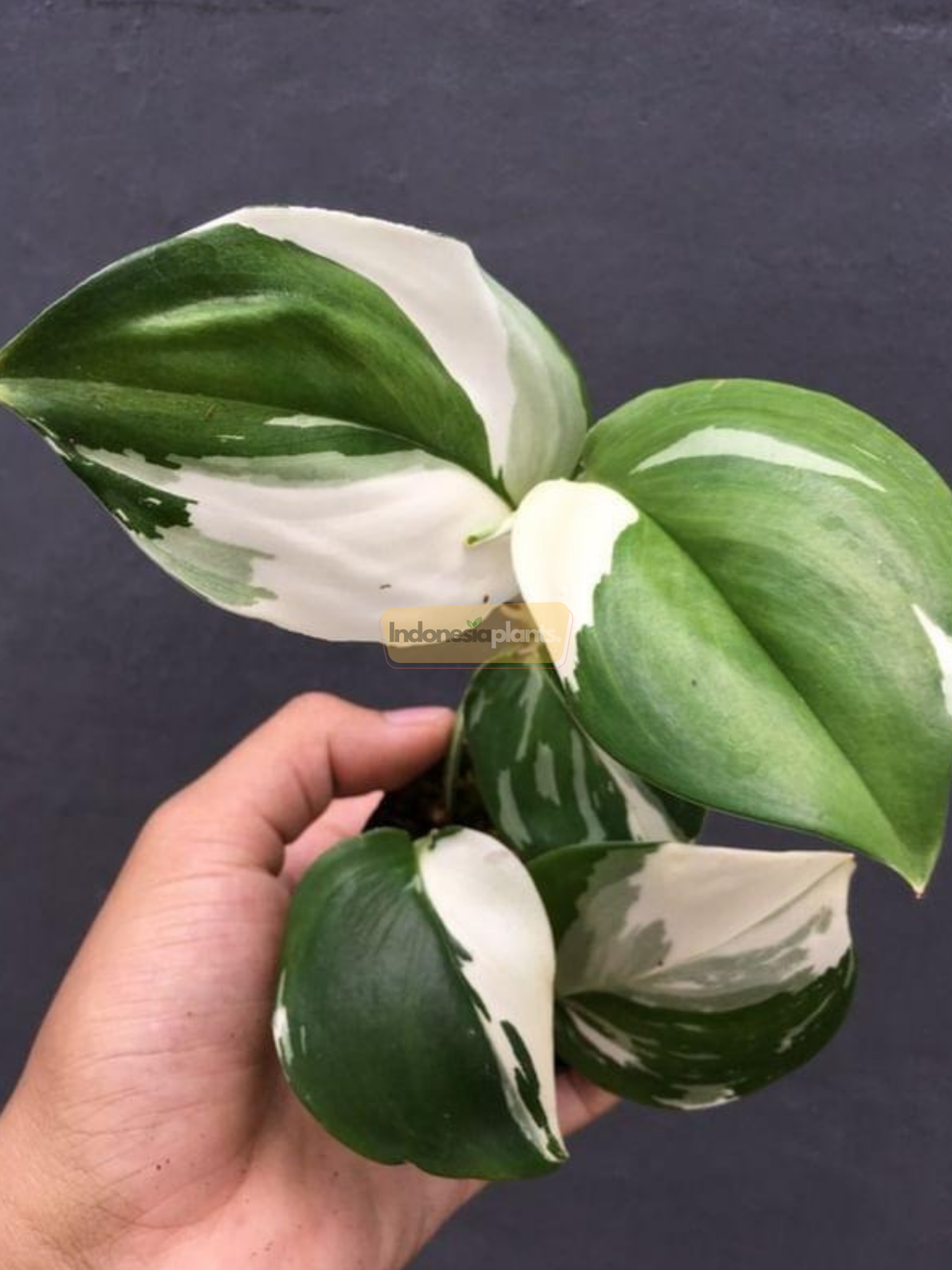 Scindapsus Rubicon – INDONESIAPLANTS