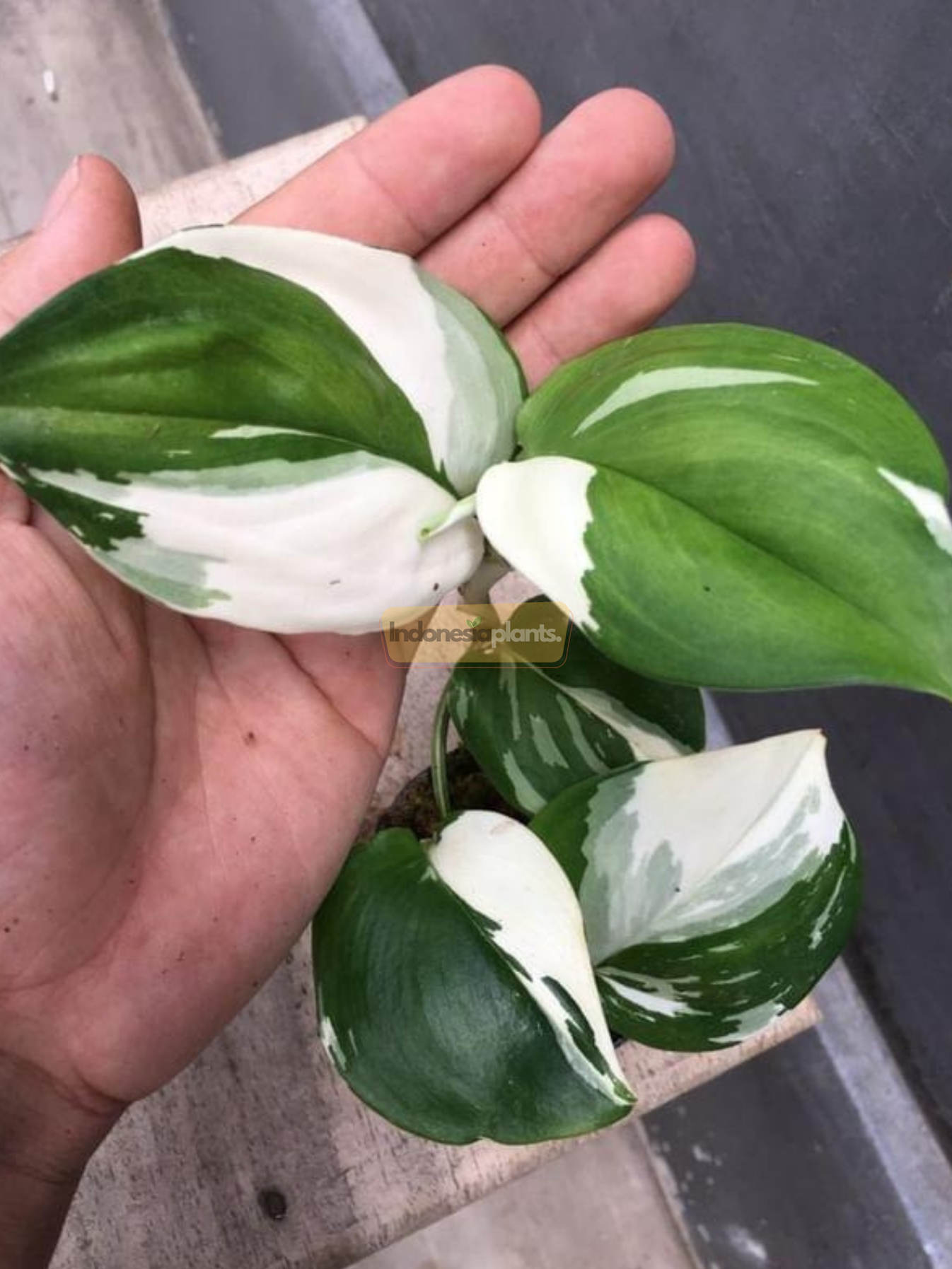 Scindapsus Rubicon – INDONESIAPLANTS