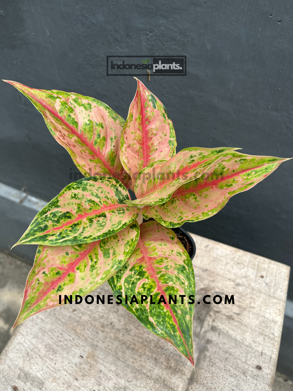 Aglaonema Light of Diamond – INDONESIAPLANTS