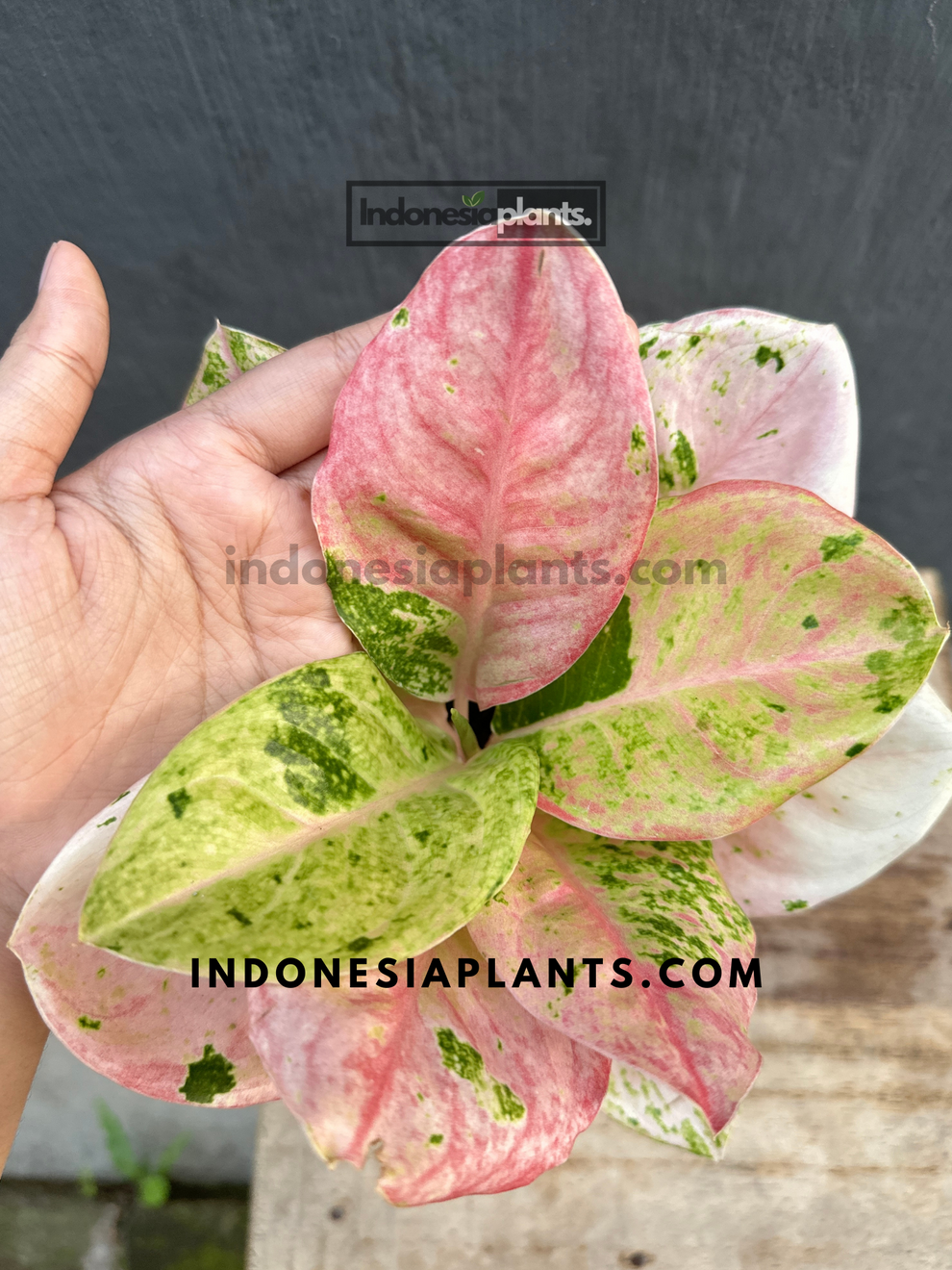 Aglaonema Pink Emerald – INDONESIAPLANTS