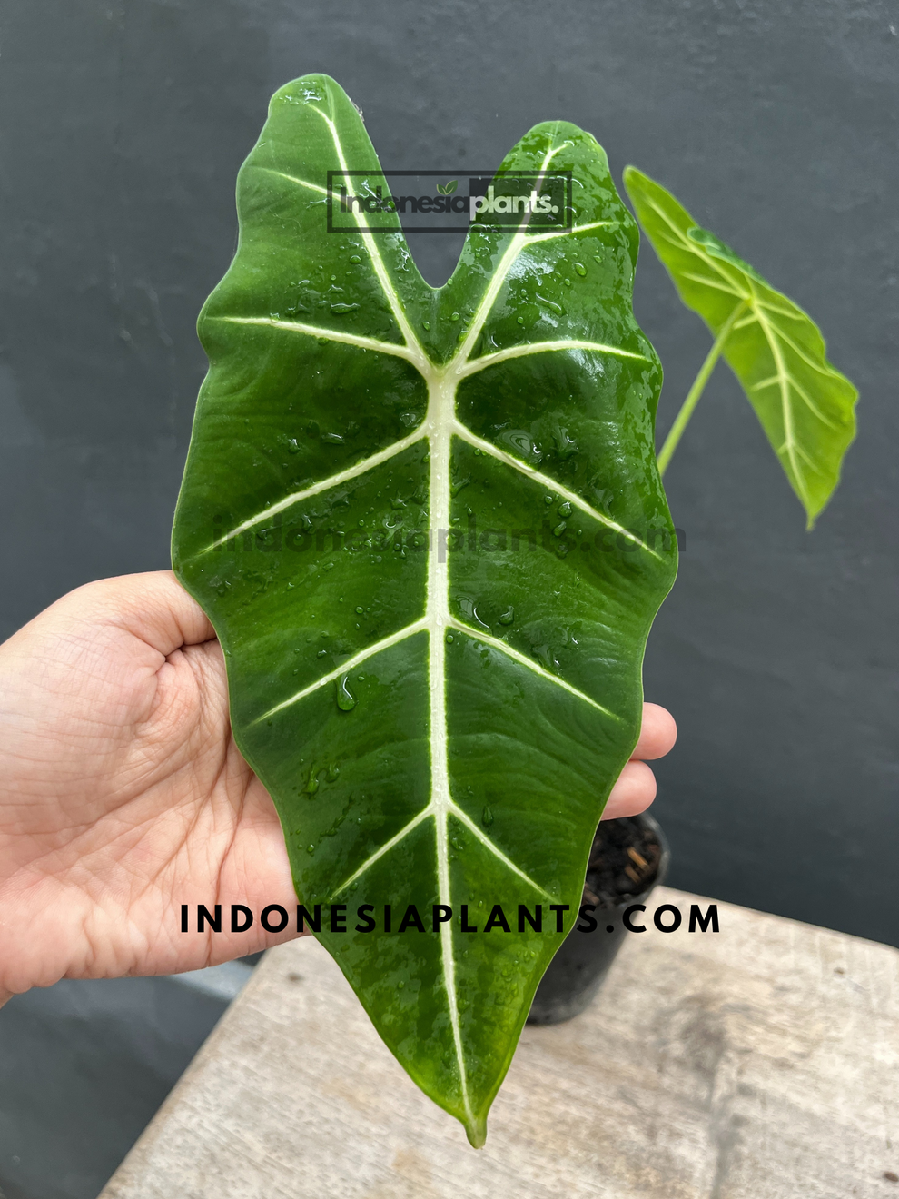 Alocasia Frydek – INDONESIAPLANTS