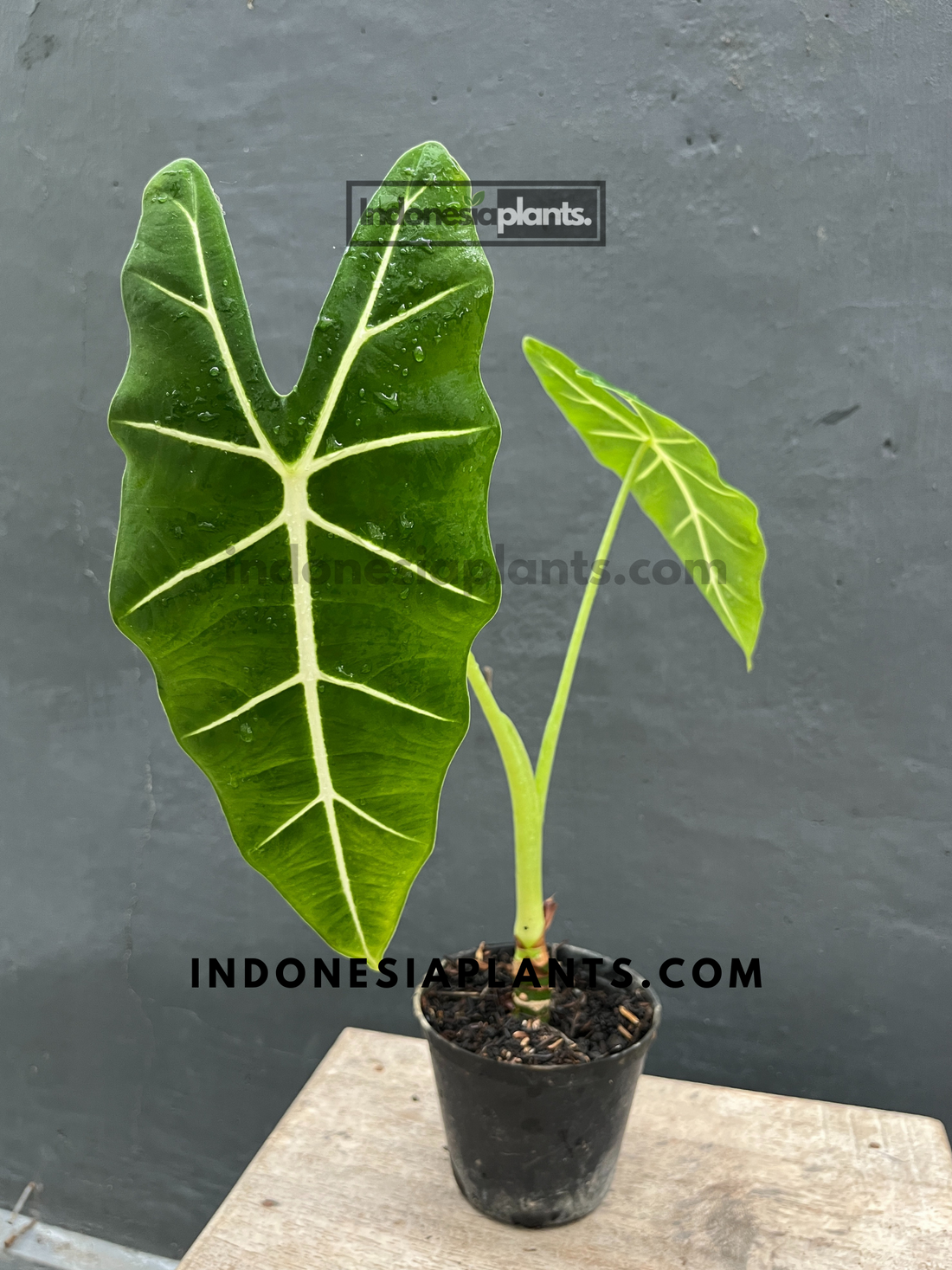 Alocasia Frydek – INDONESIAPLANTS