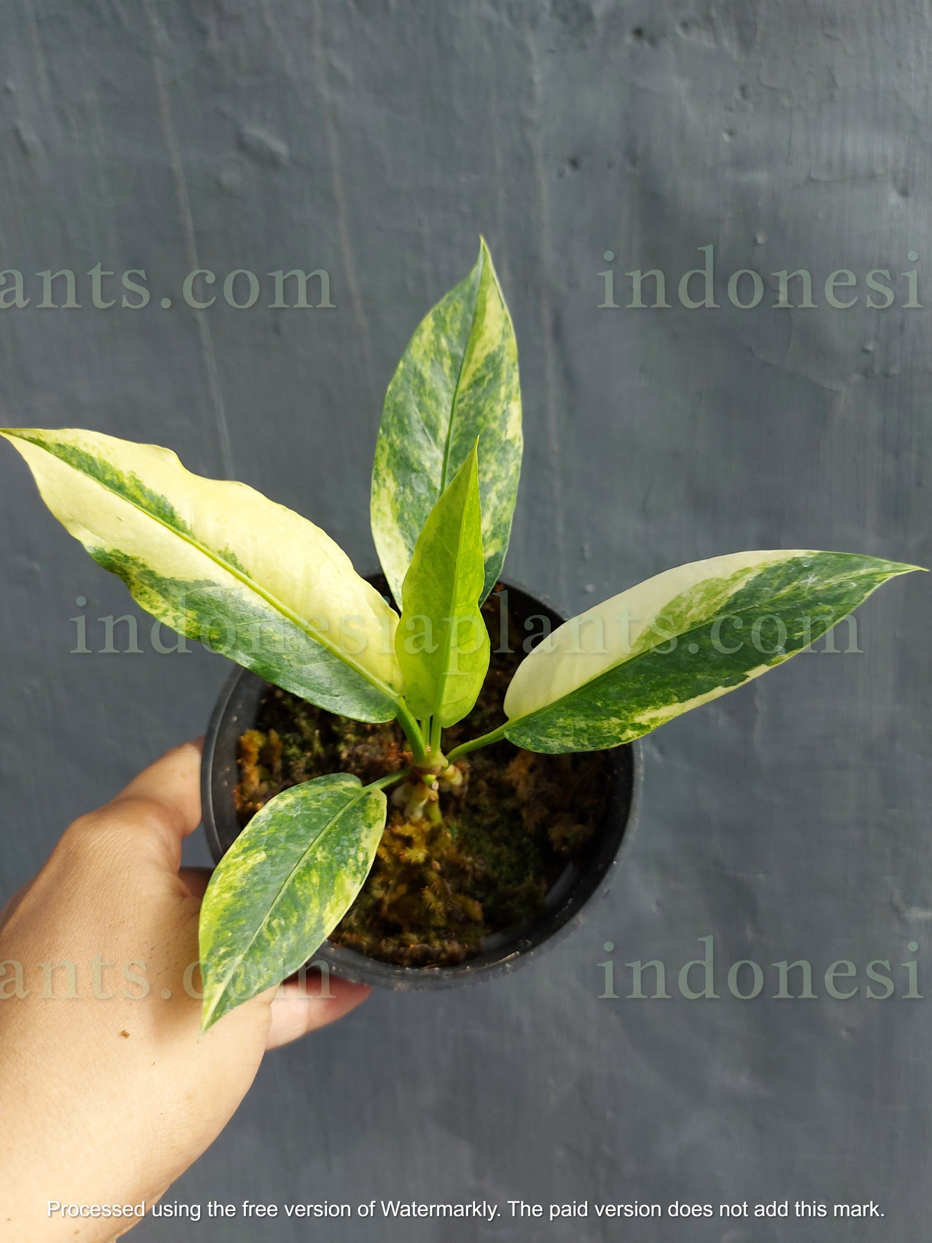 Anthurium Hookeri Variegated Small Size – INDONESIAPLANTS