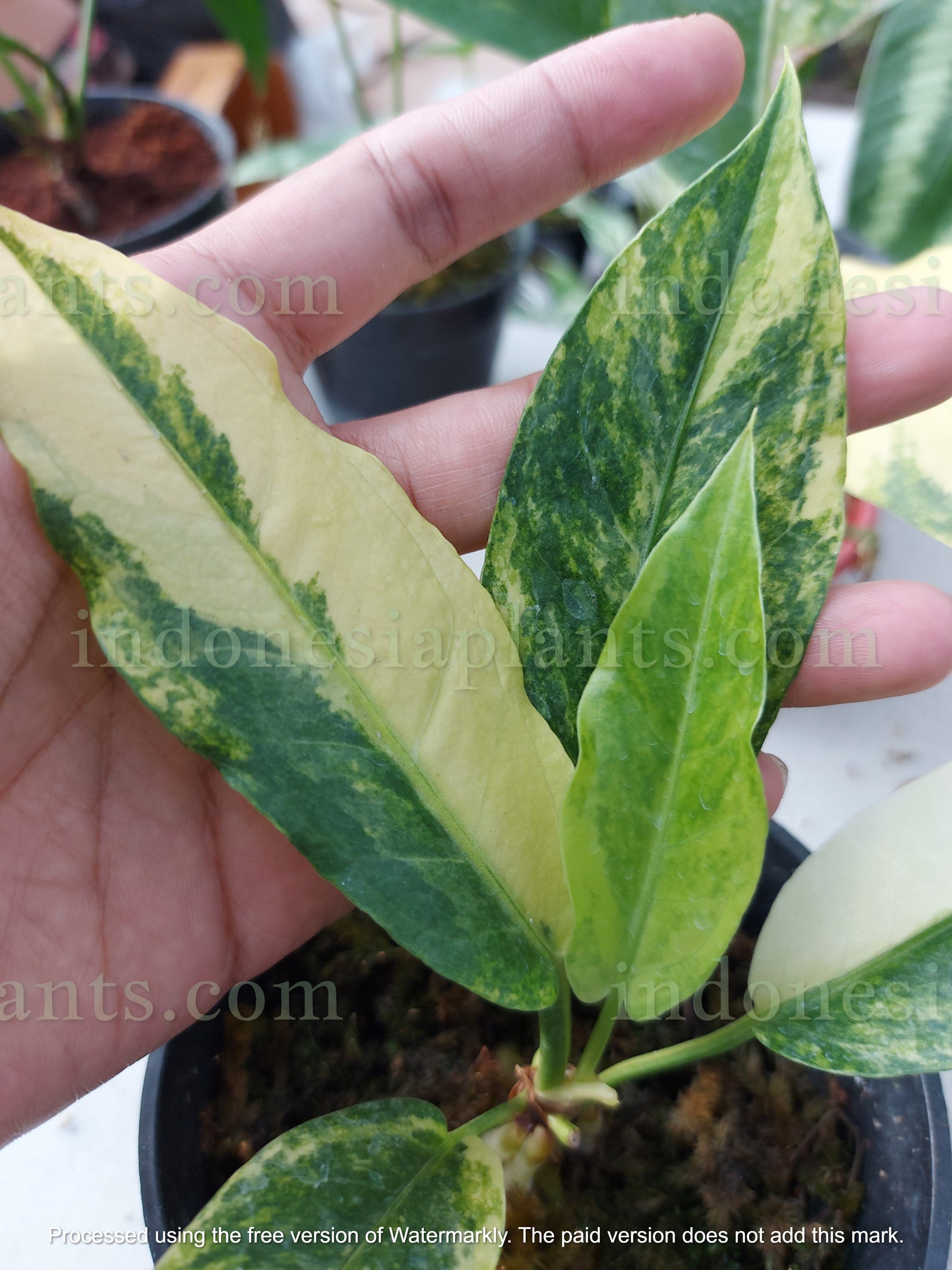 Anthurium Hookeri Variegated Small Size – INDONESIAPLANTS