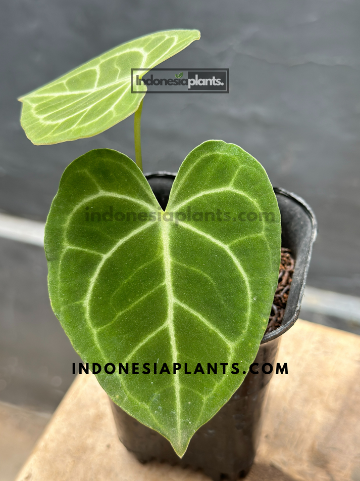 Anthurium Clarinervium Small Size – INDONESIAPLANTS