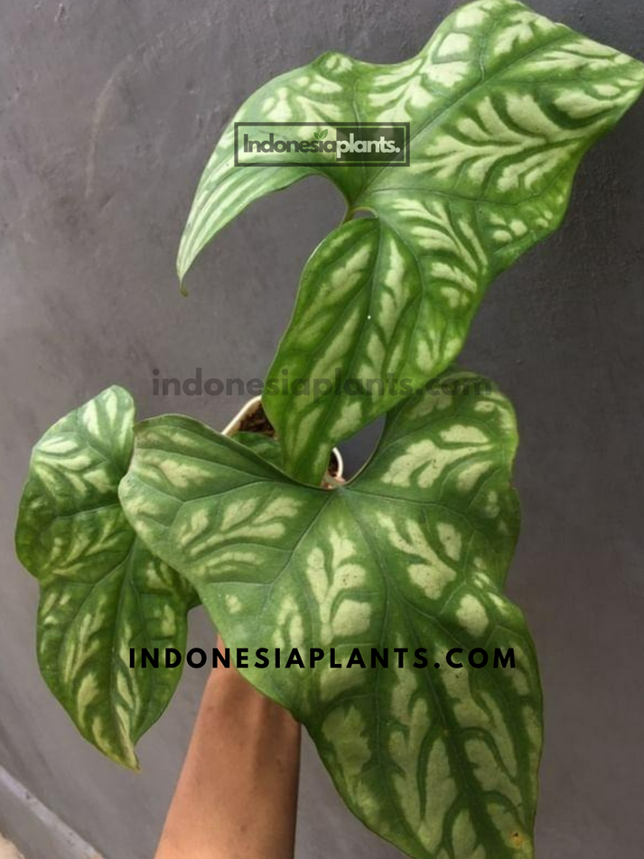 Cercestis Mirabilis – INDONESIAPLANTS