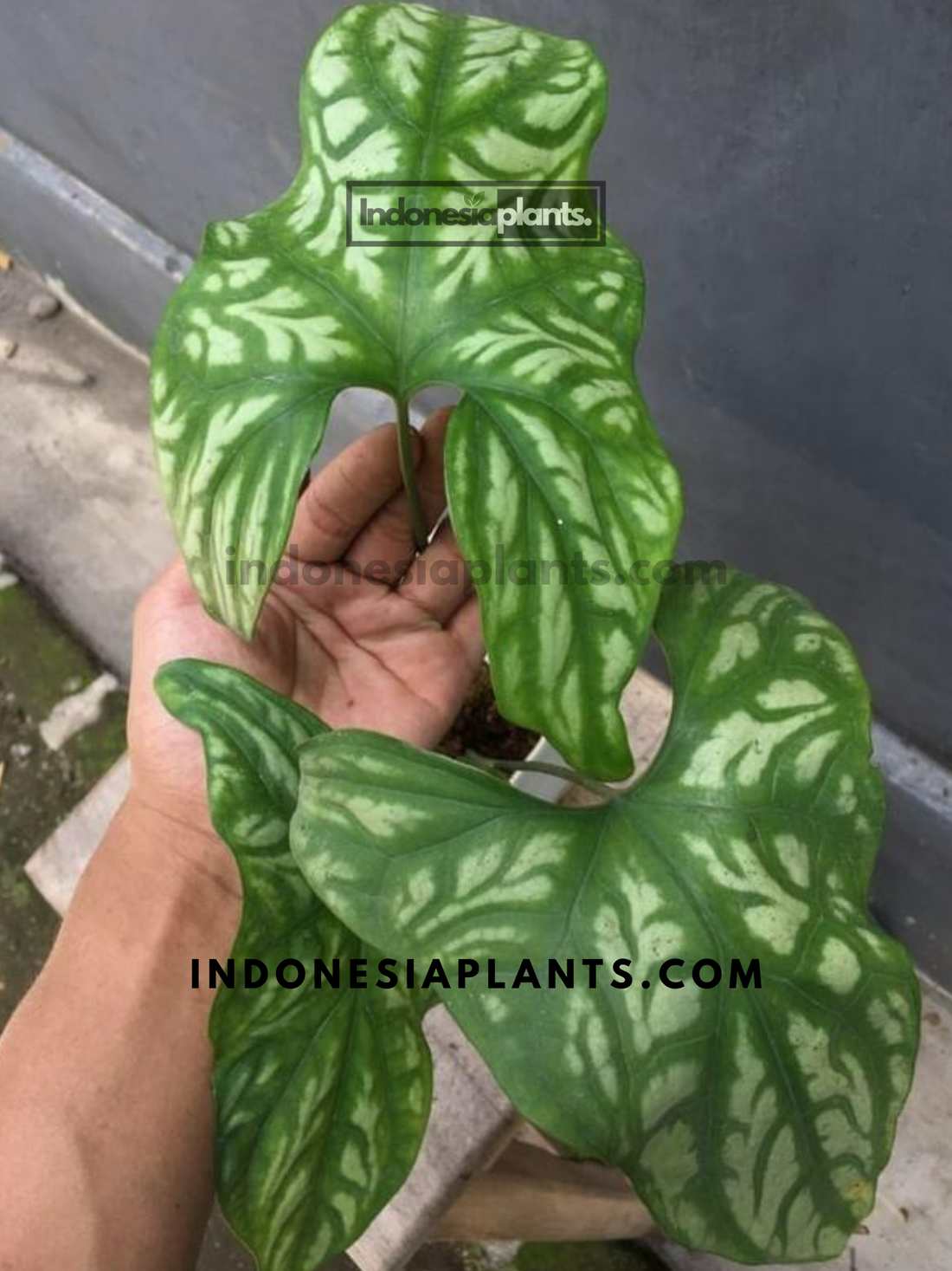 Cercestis Mirabilis – INDONESIAPLANTS