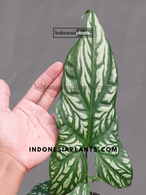 Cercestis Mirabilis – INDONESIAPLANTS