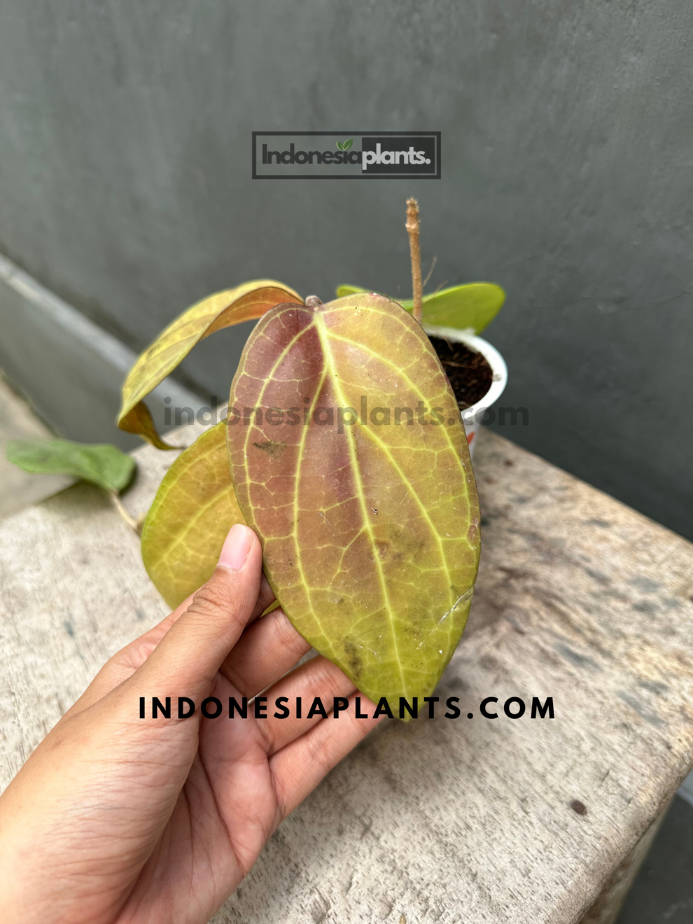 Hoya Macrophylla Red – INDONESIAPLANTS