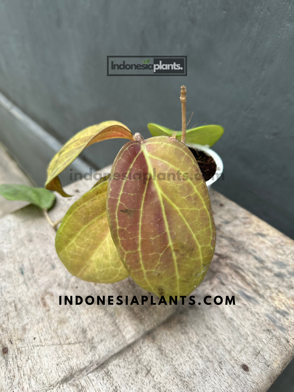 Hoya Macrophylla Red – INDONESIAPLANTS