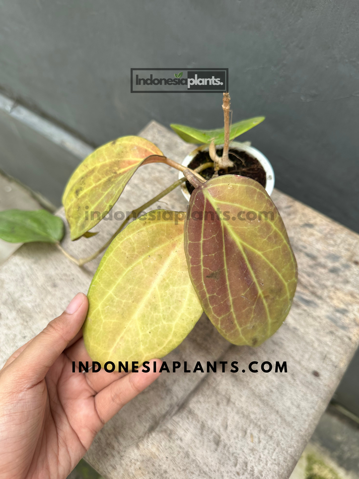 Hoya Macrophylla Red – INDONESIAPLANTS