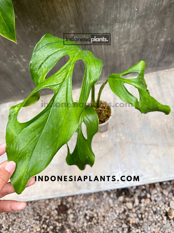 Monstera Acacoyaguensis fenestrated – INDONESIAPLANTS