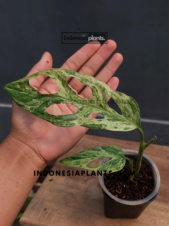 Monstera Adansonii Mint Variegated – INDONESIAPLANTS