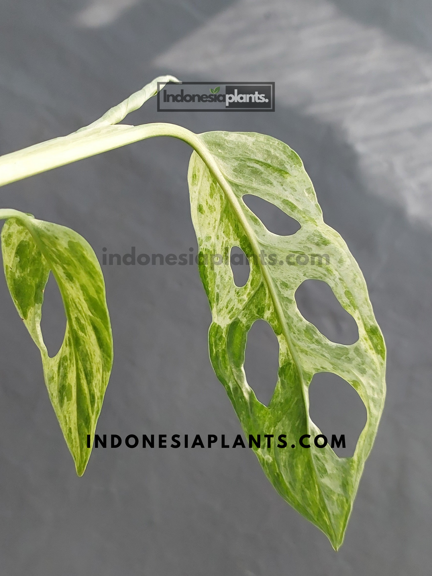 Monstera Adansonii Mint Variegated – INDONESIAPLANTS