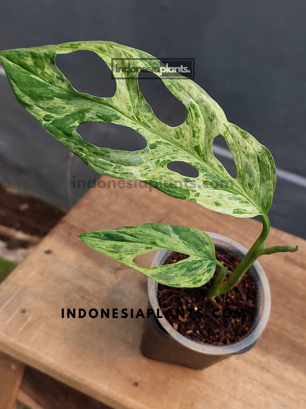 Monstera Adansonii Mint Variegated – INDONESIAPLANTS