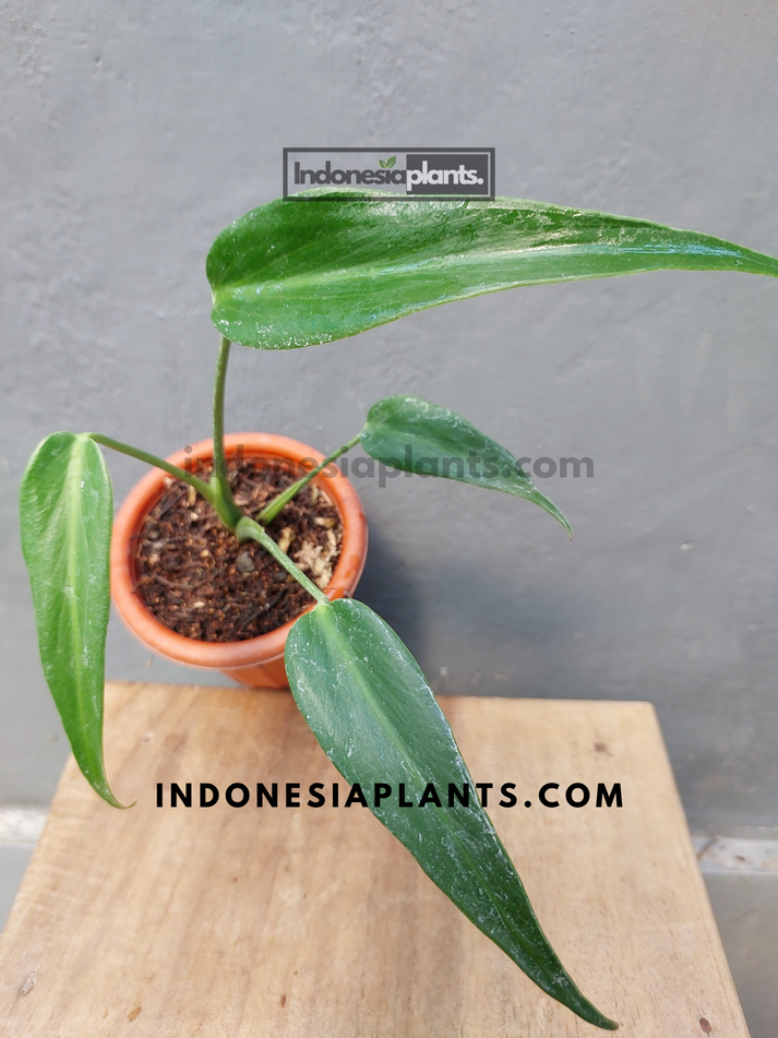 Monstera Burle Marx Flame – INDONESIAPLANTS