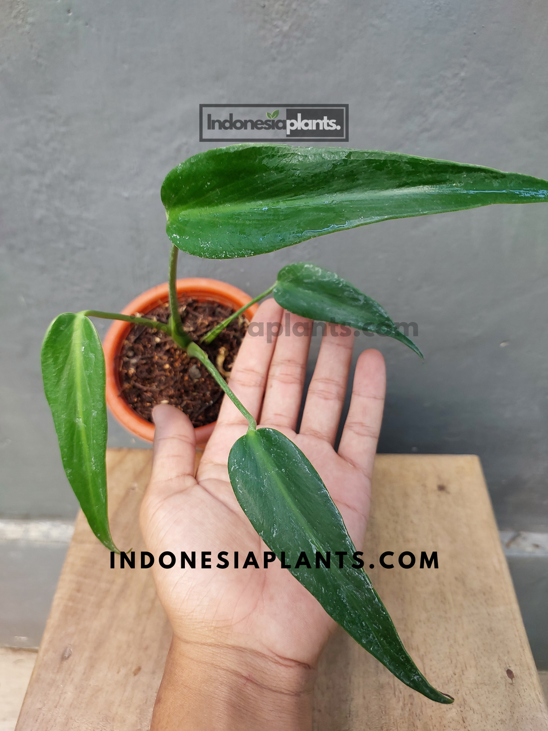 Monstera Burle Marx Flame – INDONESIAPLANTS