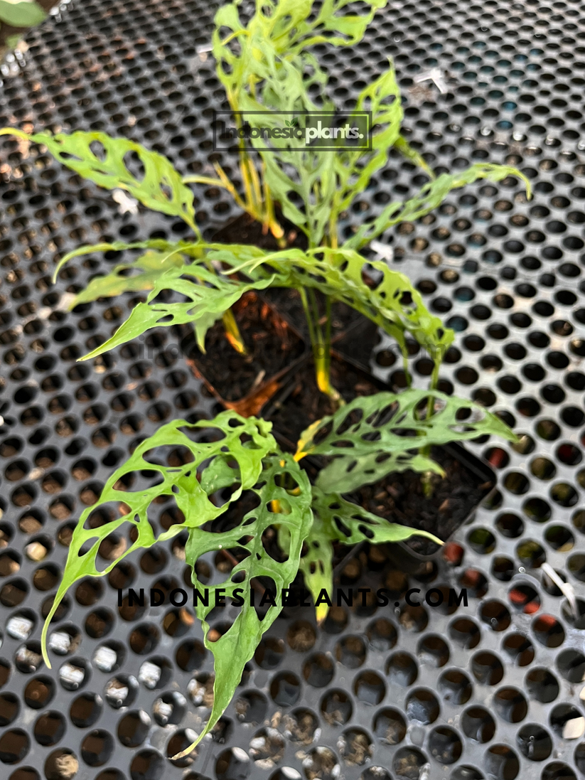 Wholesale 10x Monstera Obliqua Peruvian – INDONESIAPLANTS