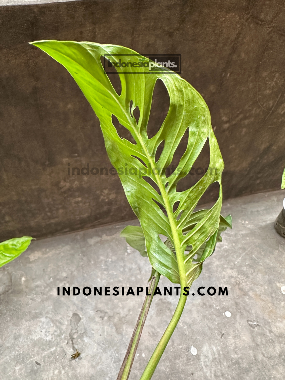 Monstera cf. Obliqua Napo – INDONESIAPLANTS