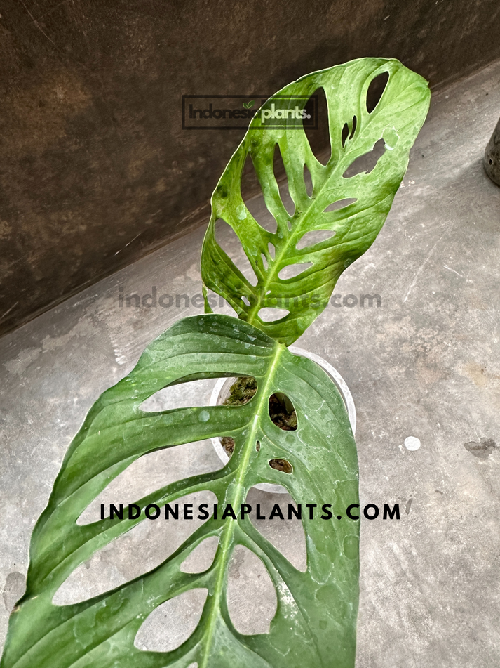 Monstera cf. Obliqua Napo – INDONESIAPLANTS