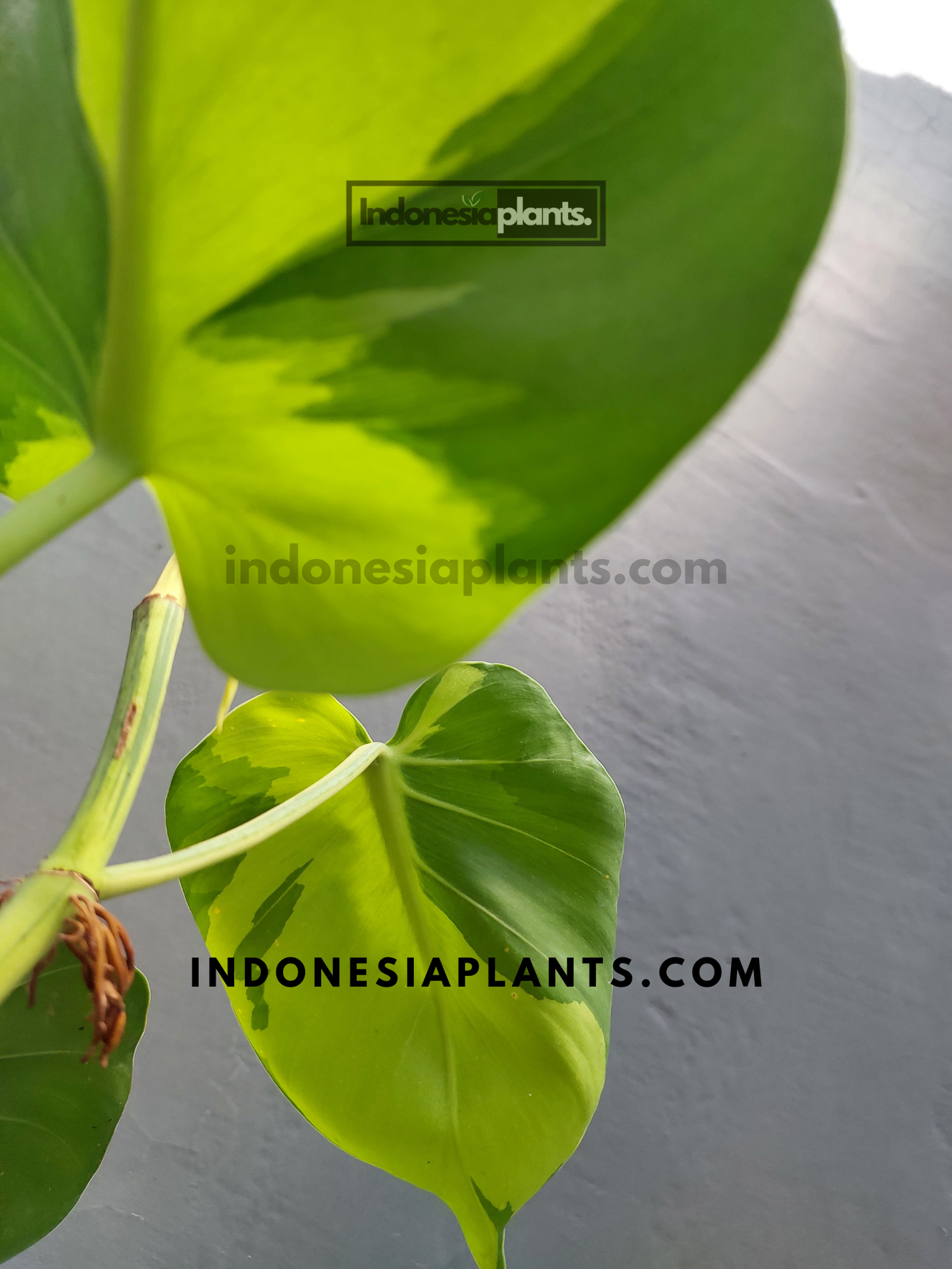 Philodendron Brasil Large Form – INDONESIAPLANTS