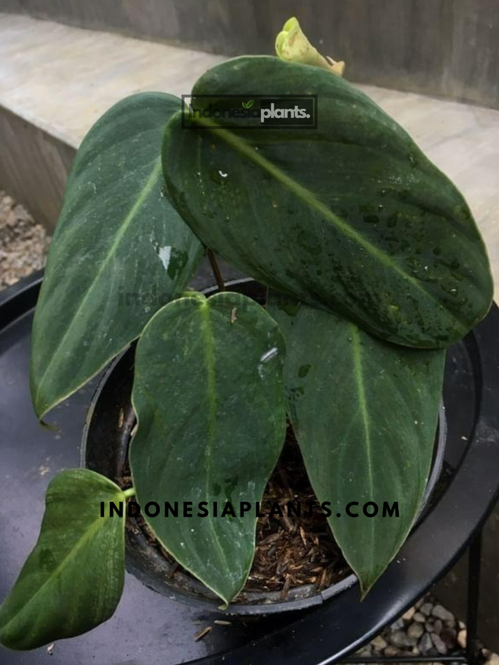 Philodendron Gigas – INDONESIAPLANTS