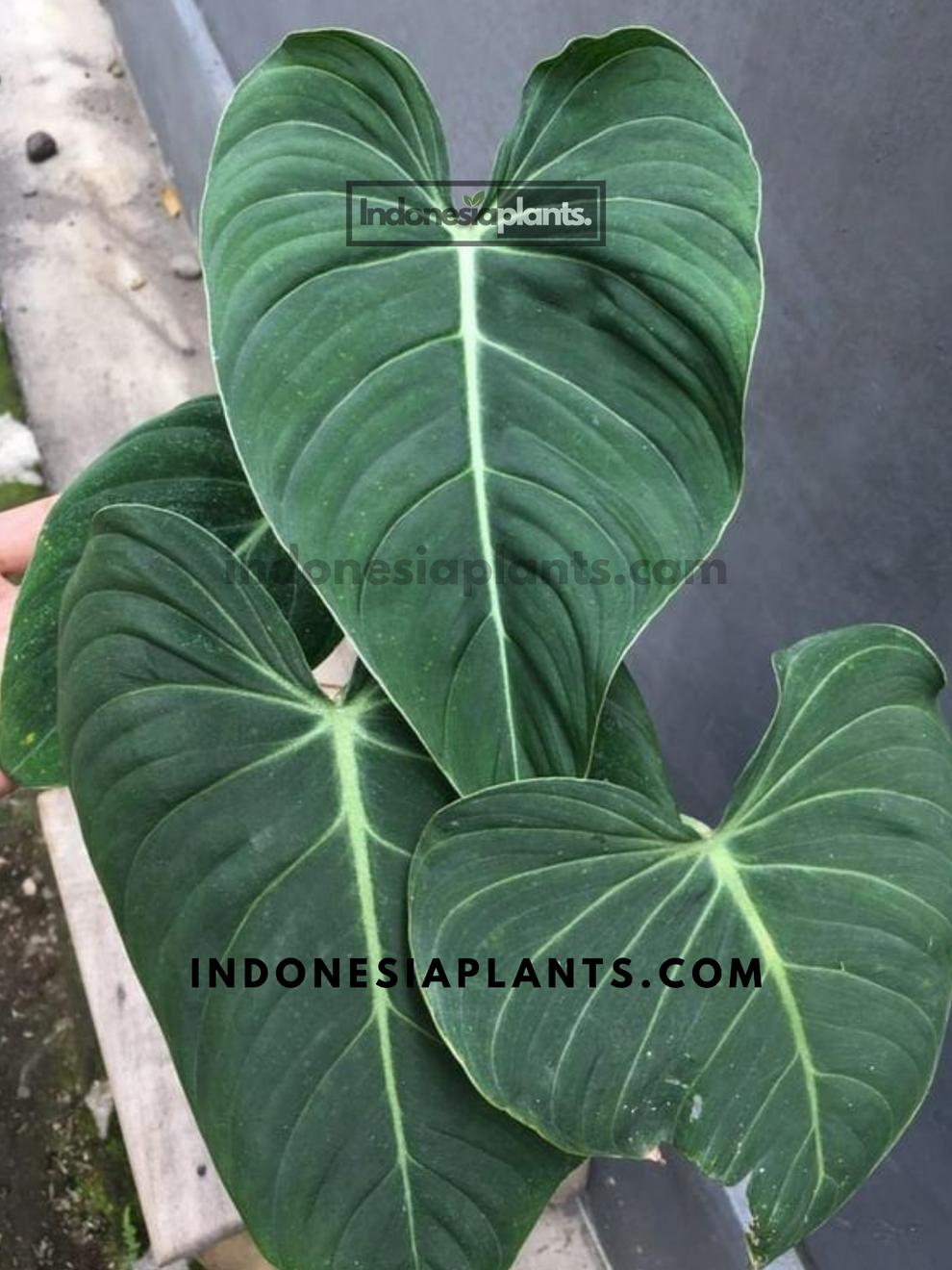 Philodendron Glorious – INDONESIAPLANTS