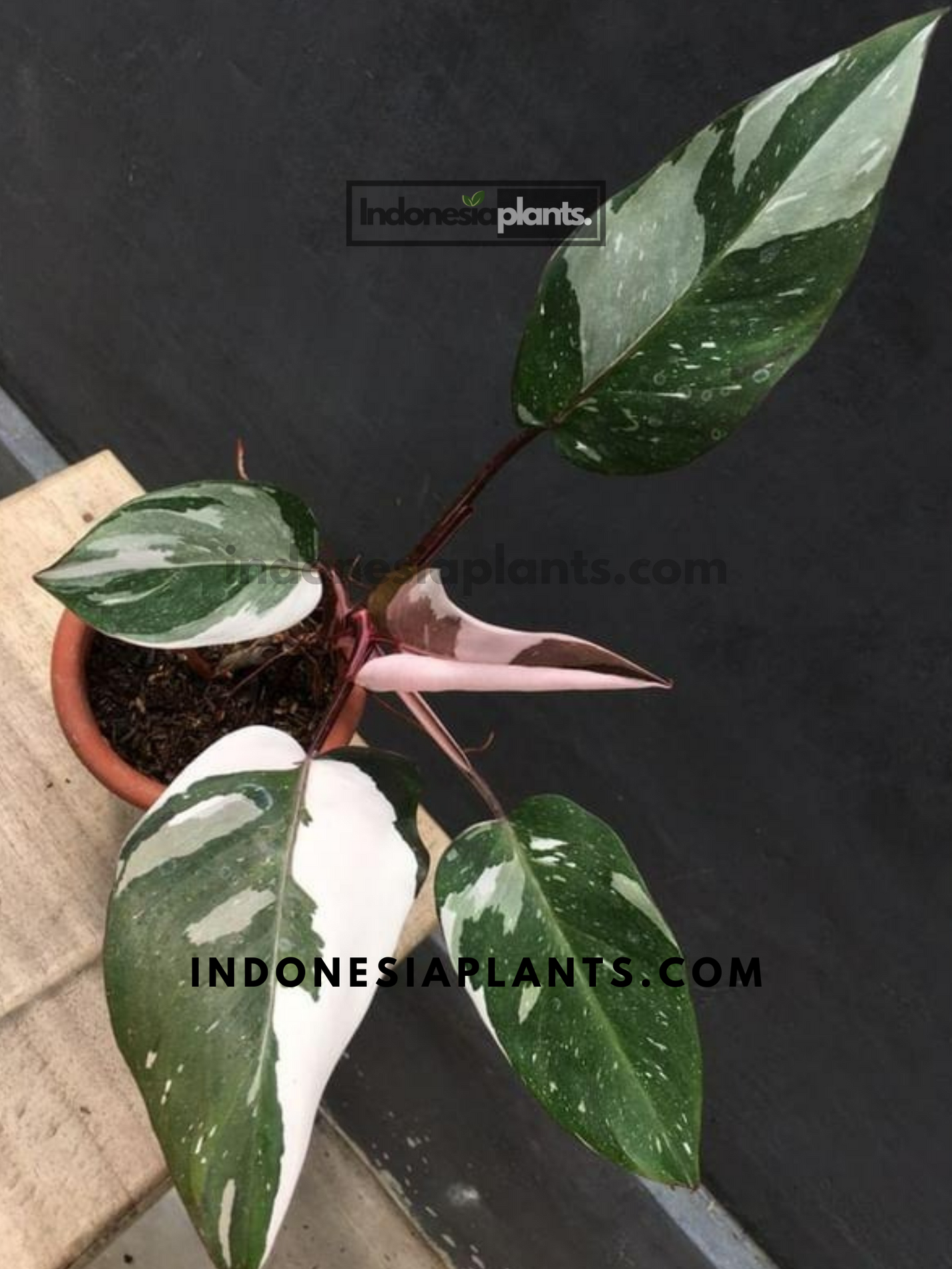 Philodendron Red Anderson – INDONESIAPLANTS