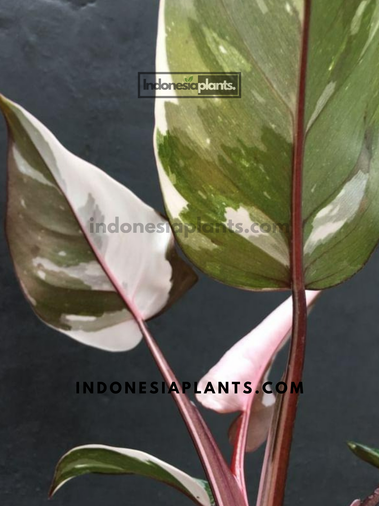 Philodendron Red Anderson – INDONESIAPLANTS