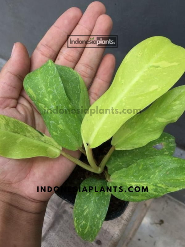 Philodendron Lemon Lime Variegated – INDONESIAPLANTS