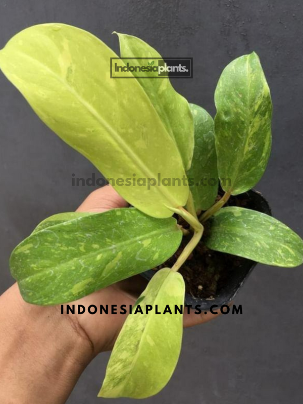 Philodendron Lemon Lime Variegated – INDONESIAPLANTS