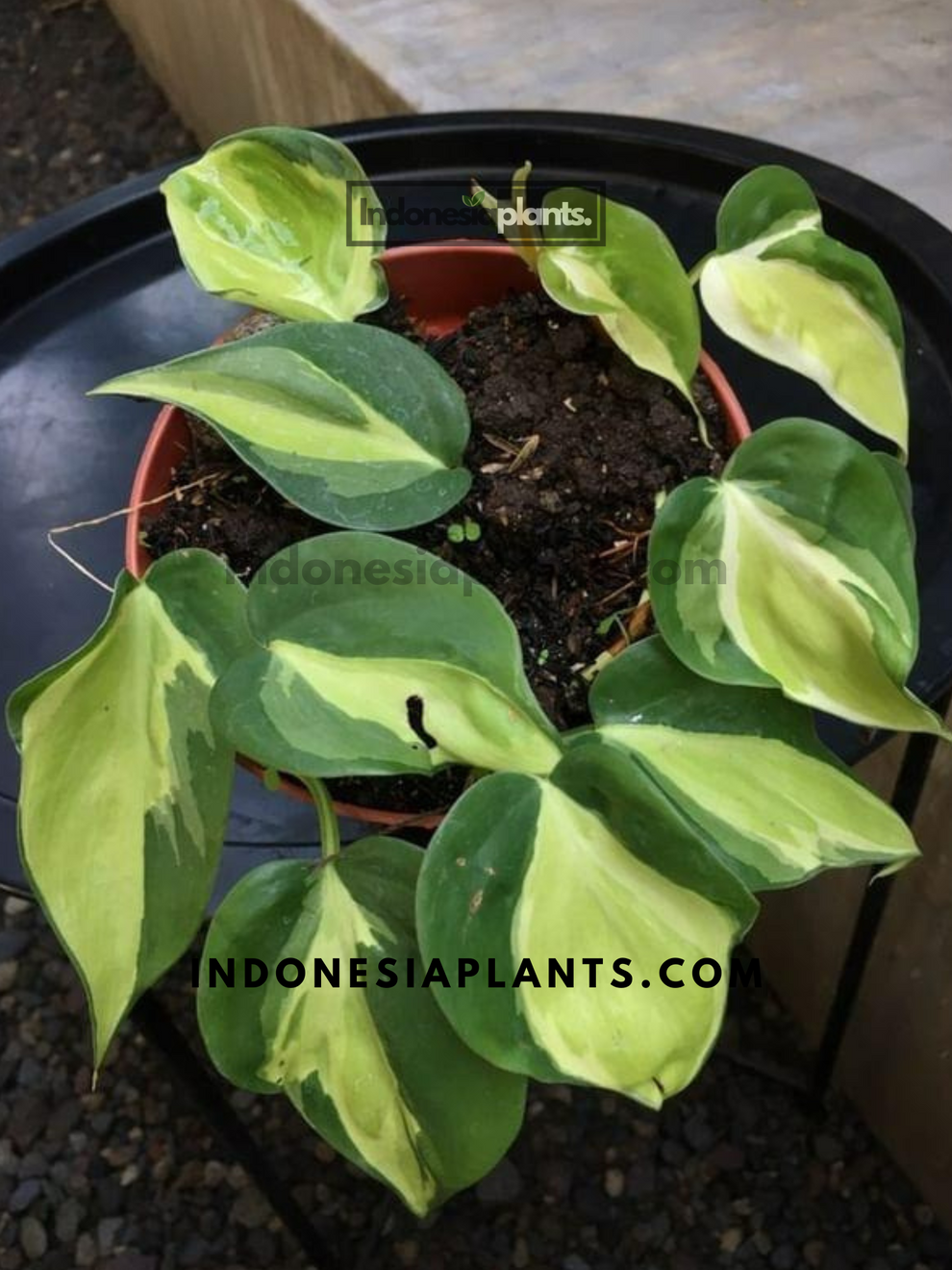 Philodendron Gabby – INDONESIAPLANTS