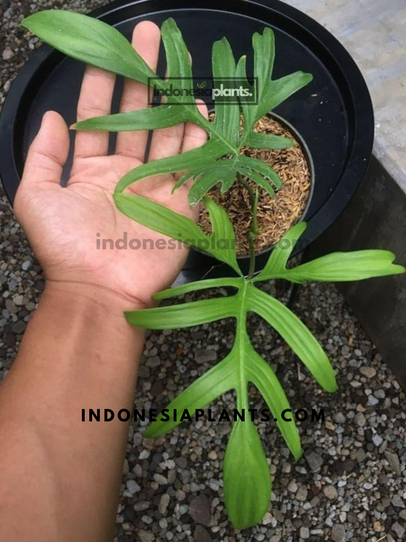 Philodendron Quercyfolium – INDONESIAPLANTS