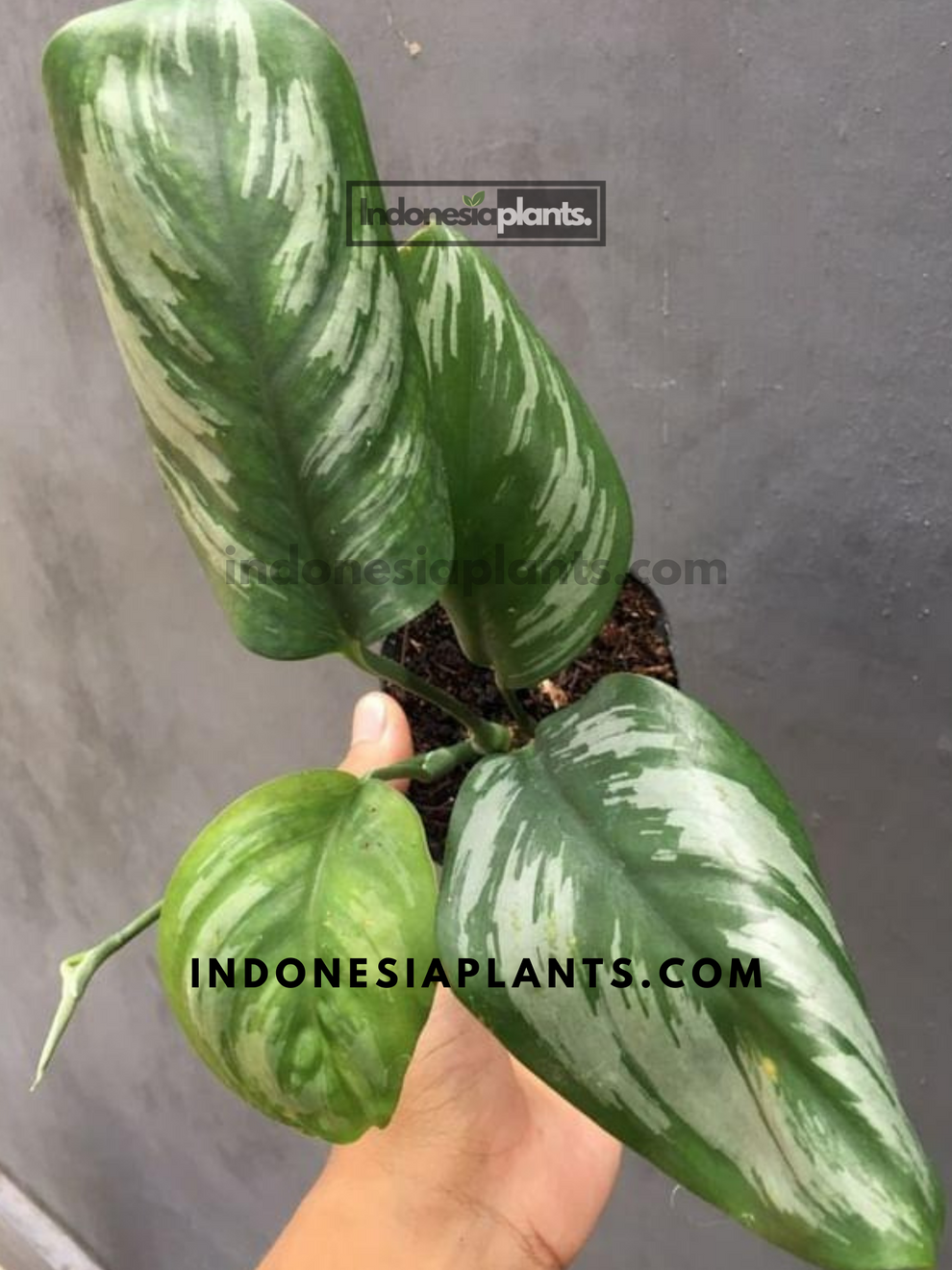 Scindapsus Officinalis – INDONESIAPLANTS