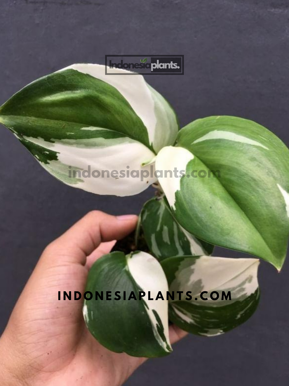 Scindapsus Treubii Albo Variegated – INDONESIAPLANTS