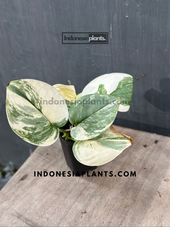 Scindapsus Rubicon – INDONESIAPLANTS