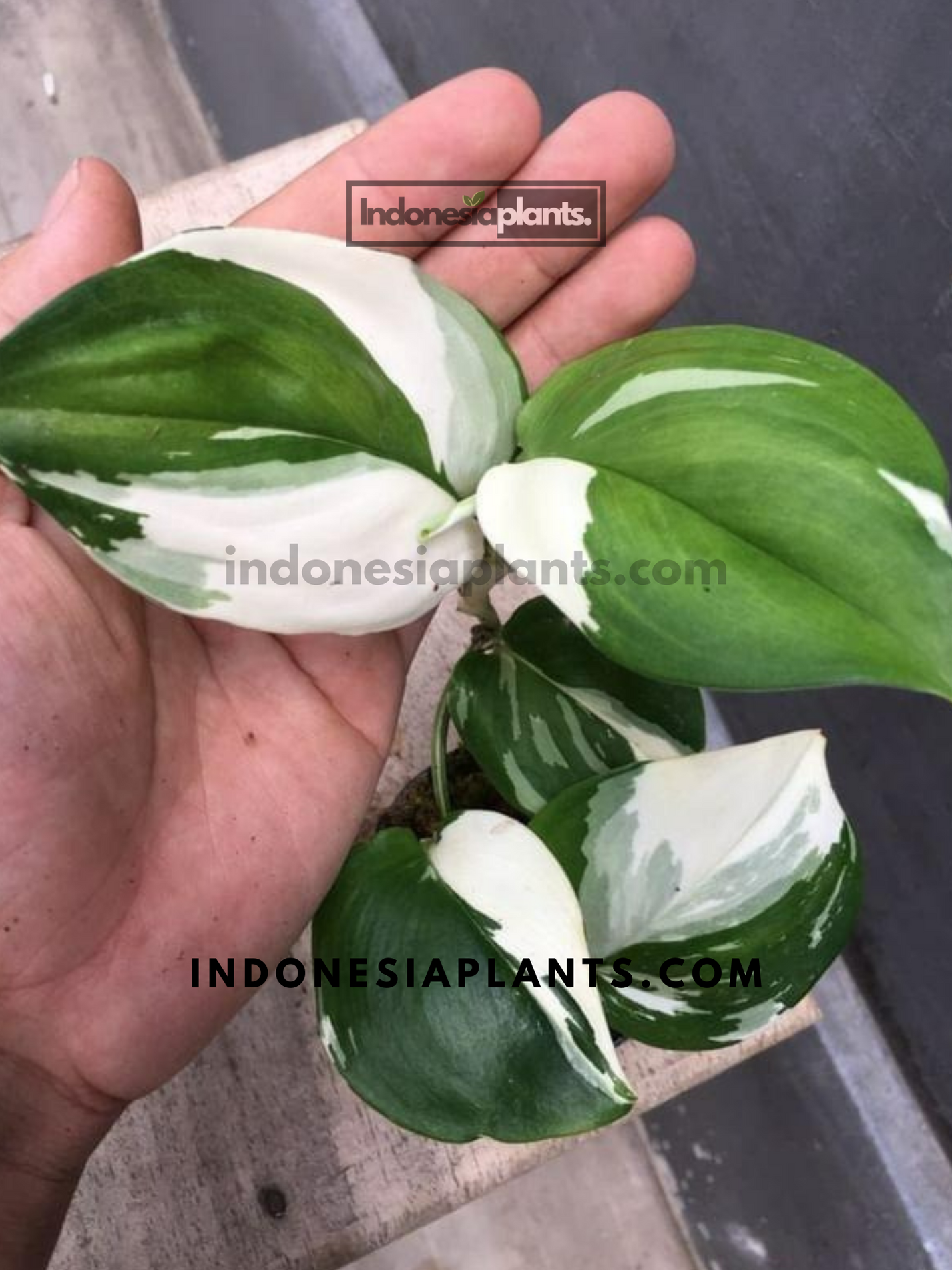 Scindapsus Treubii Albo Variegated – INDONESIAPLANTS
