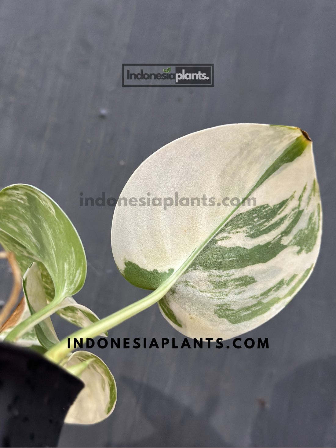 Scindapsus Rubicon – INDONESIAPLANTS