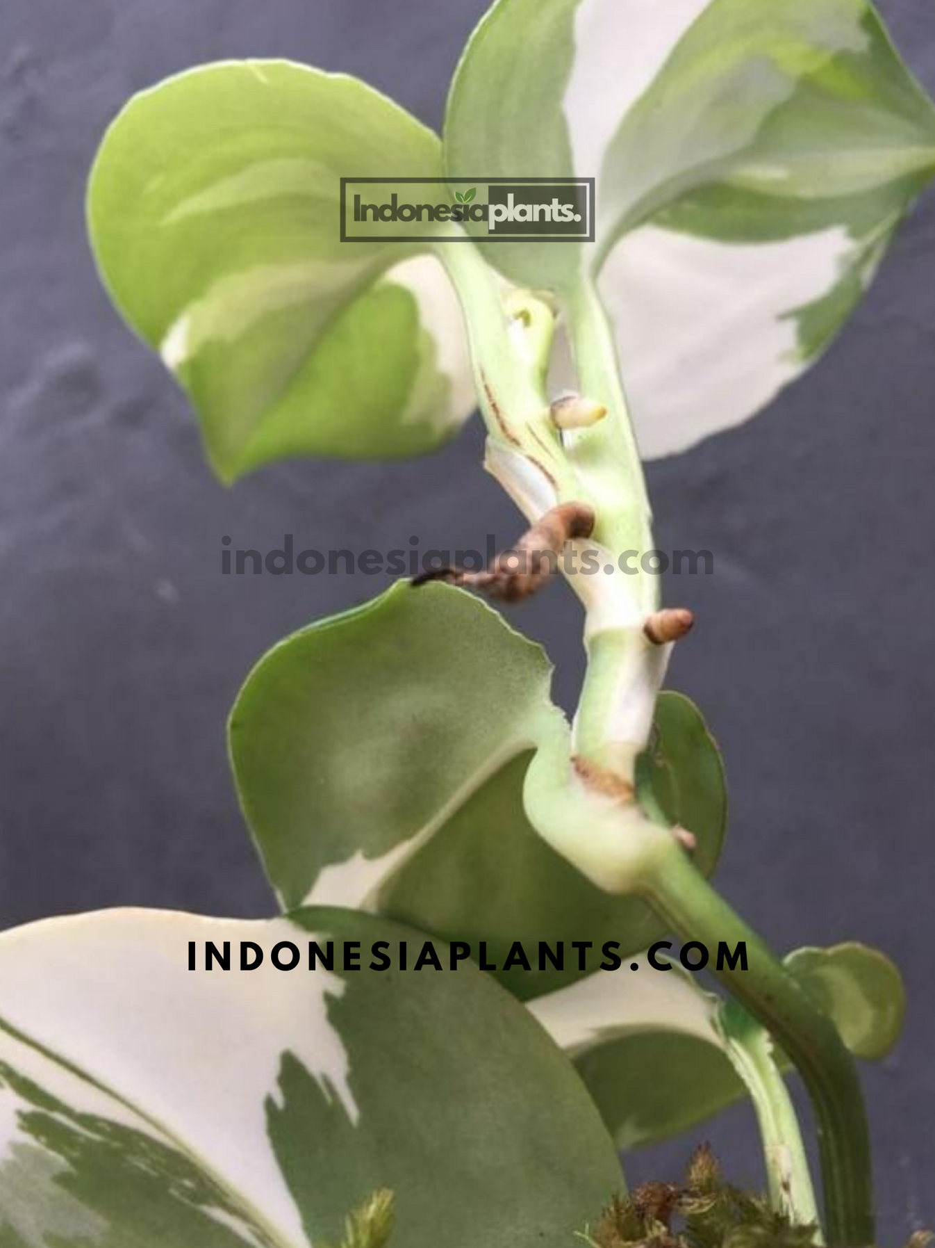Scindapsus Treubii Albo Variegated – INDONESIAPLANTS
