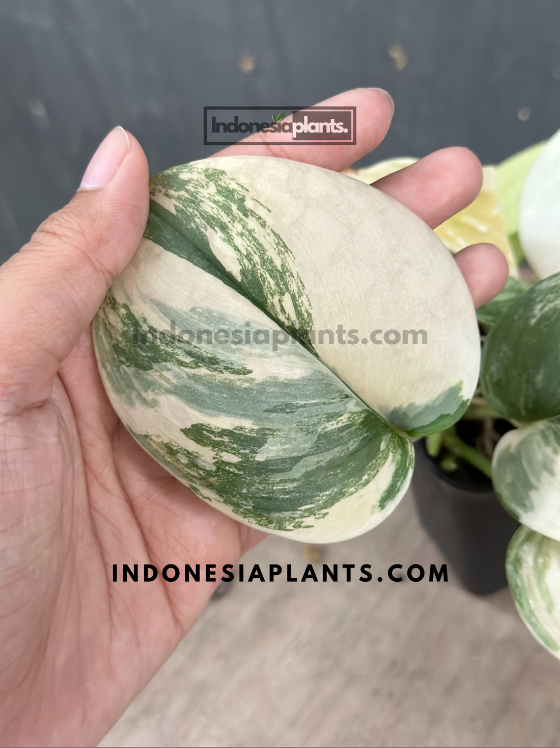 Scindapsus Rubicon – INDONESIAPLANTS