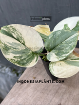 Scindapsus Rubicon – INDONESIAPLANTS
