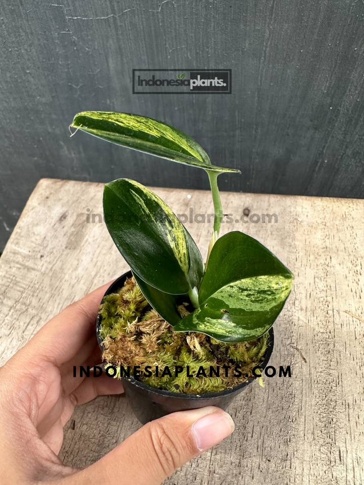 Indonesiaplants | Tropical Houseplants | Import Plants from Indonesia ...